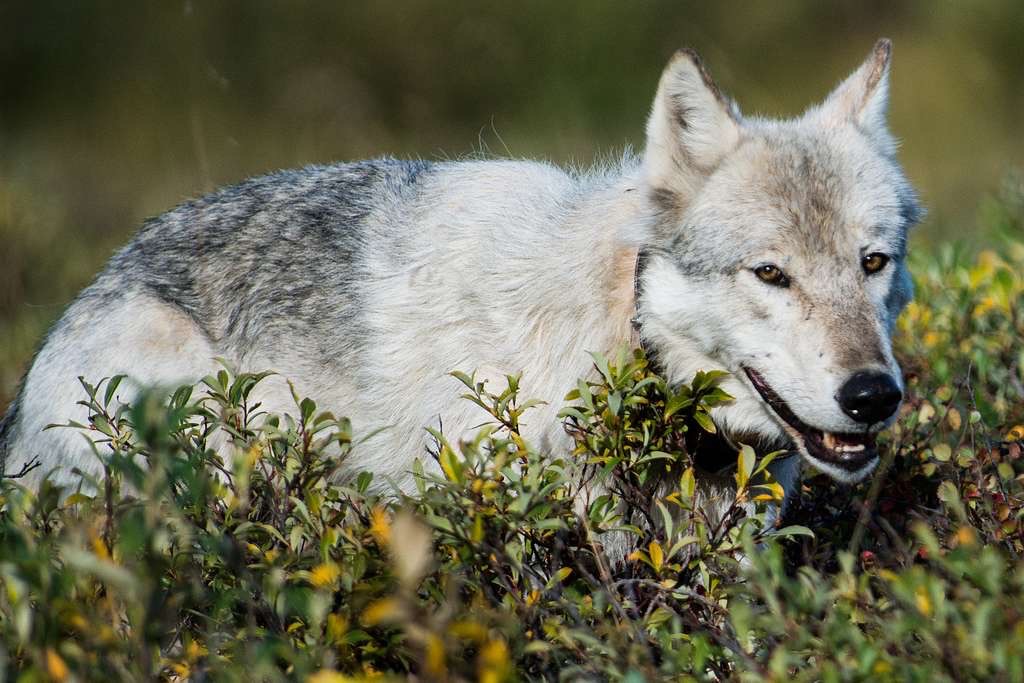 Angry Poodle | Trump’s Imperial Plans Have Echoes from History - The Santa Barbara Independent