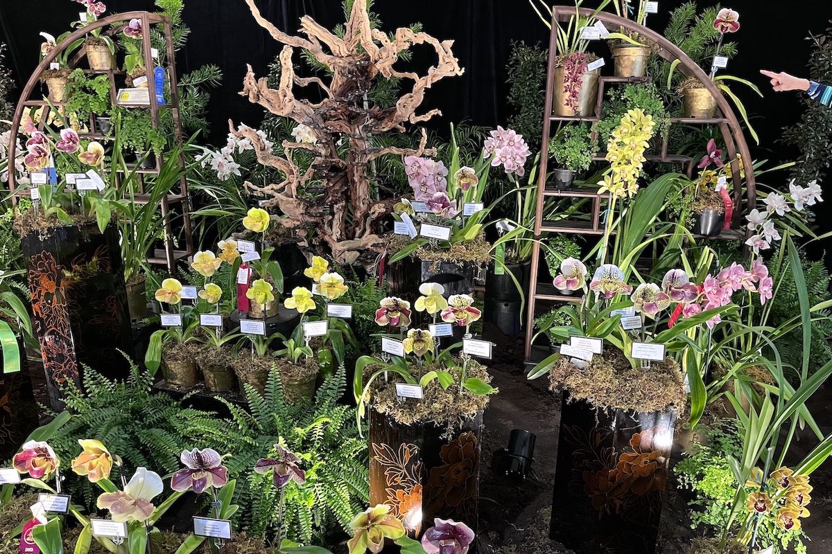 Orchids in Full Bloom at the 77th Annual Santa Barbara International ...