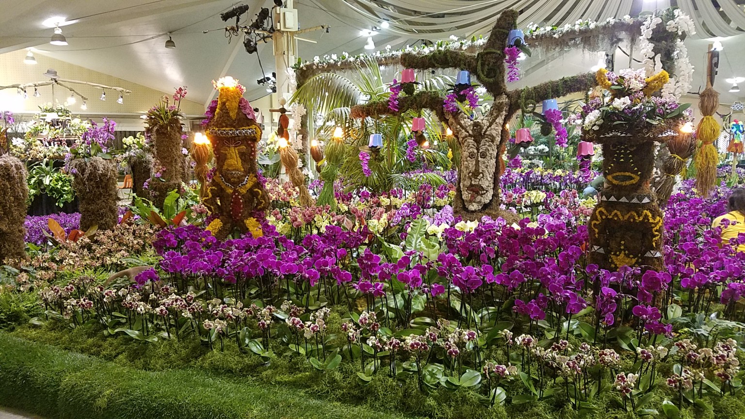 Orchids in Full Bloom at the 77th Annual Santa Barbara International ...
