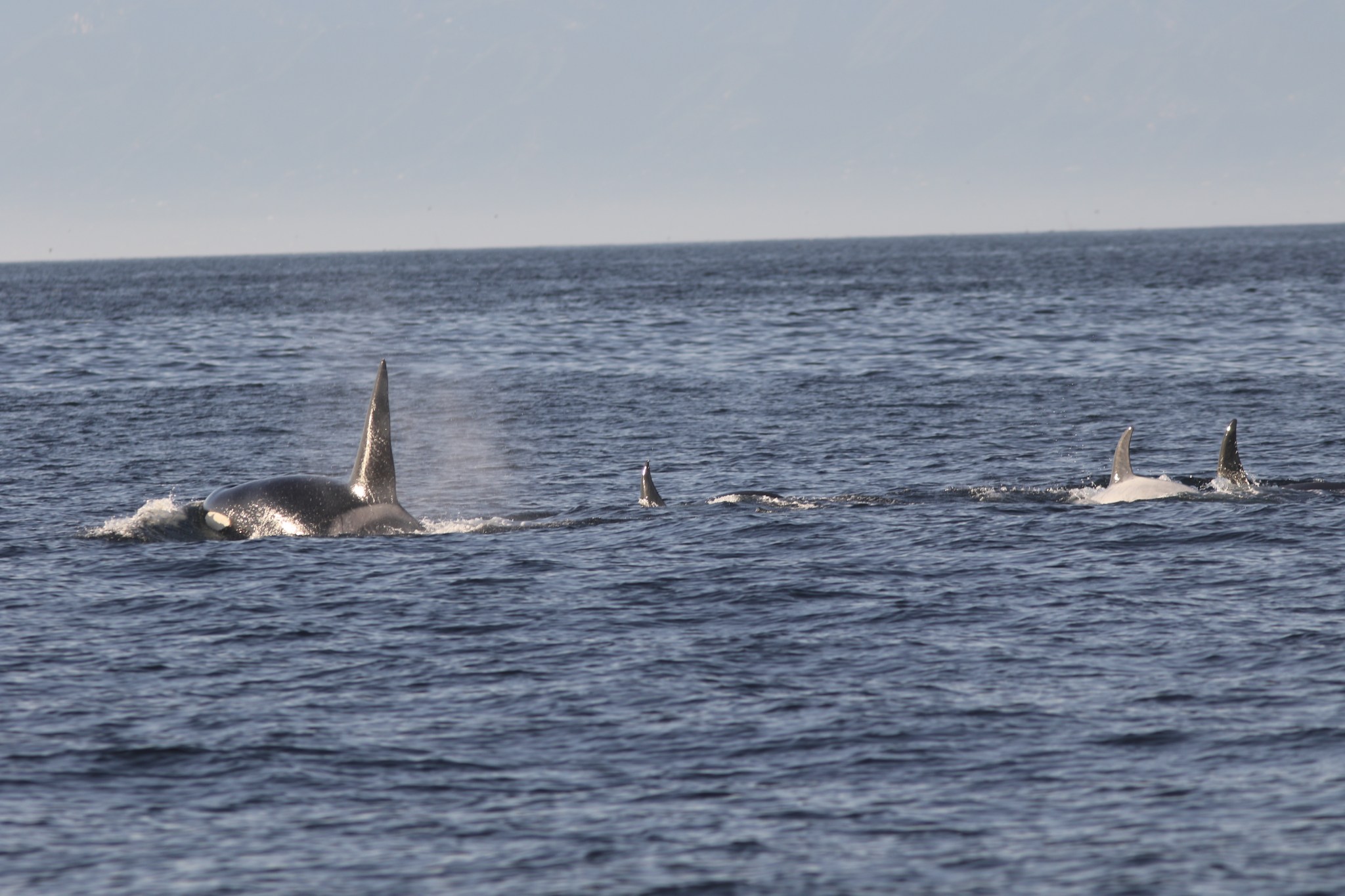 Tracking Frosty the Orca - The Santa Barbara Independent