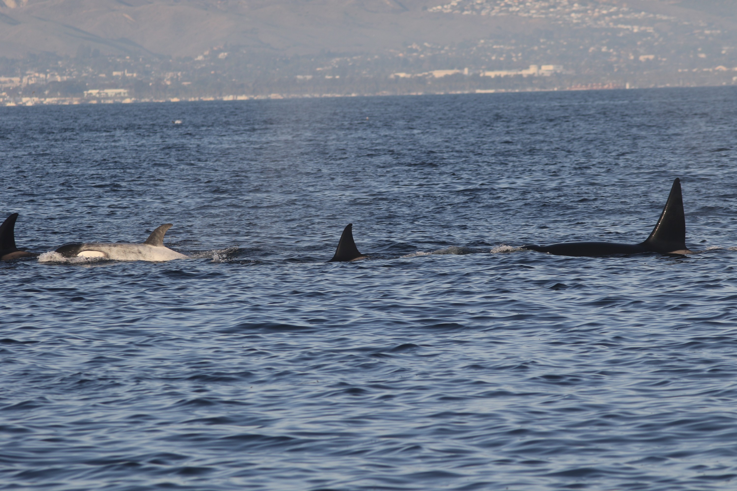 Tracking Frosty the Orca - The Santa Barbara Independent