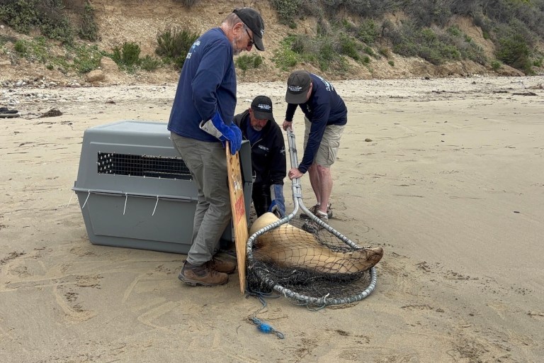 Video: Sick Sea Lion Rescued on Haskell’s Beach - The Santa Barbara ...