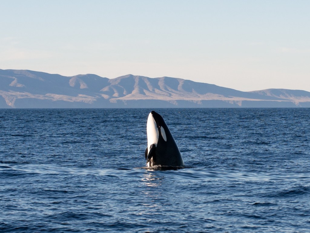 Even Whales Affected by Trump Cuts to NOAA - The Santa Barbara Independent