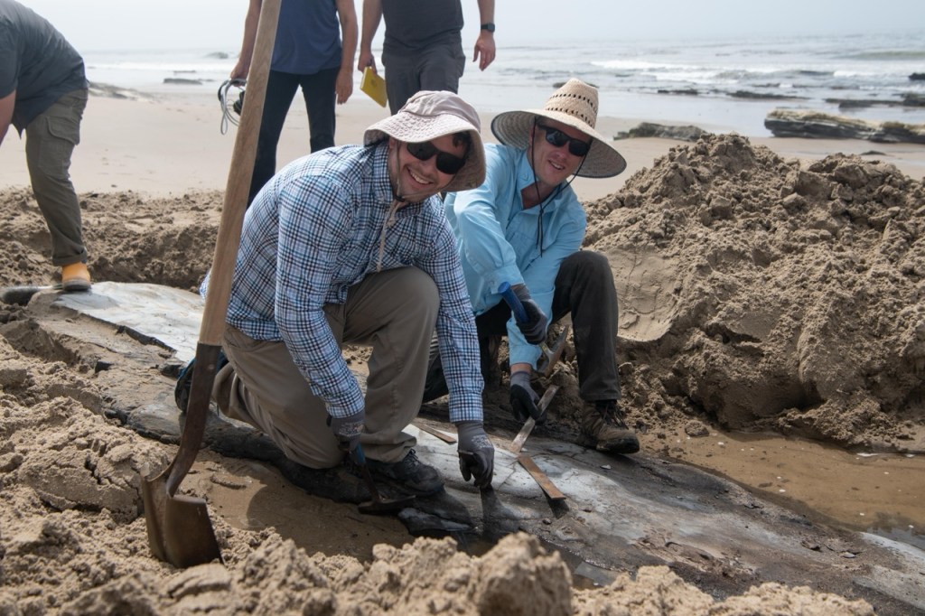 ‘Unusually Complete’ Small Baleen Whale Fossils Excavated by Santa ...