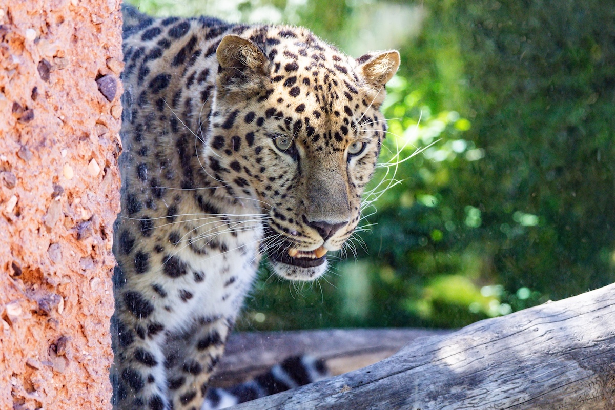 Tamur the Amur Leopard Arrives at Santa Barbara Zoo - The Santa Barbara ...