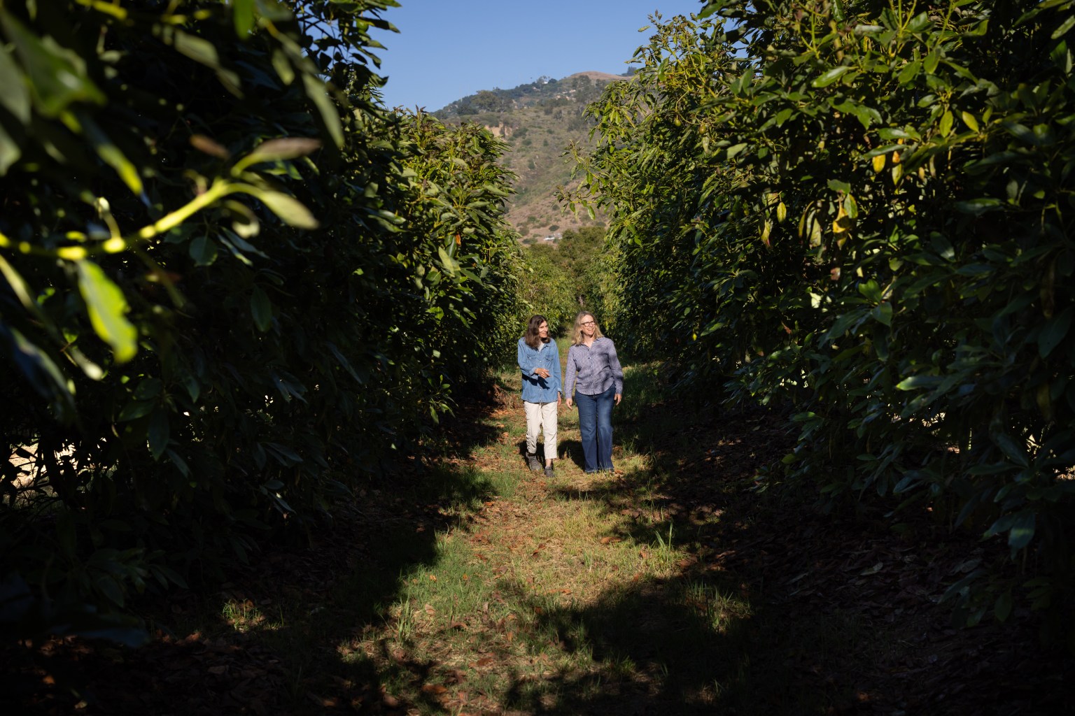 Carpinteria Daughters Pen Definitive Avocado Book - The Santa Barbara ...