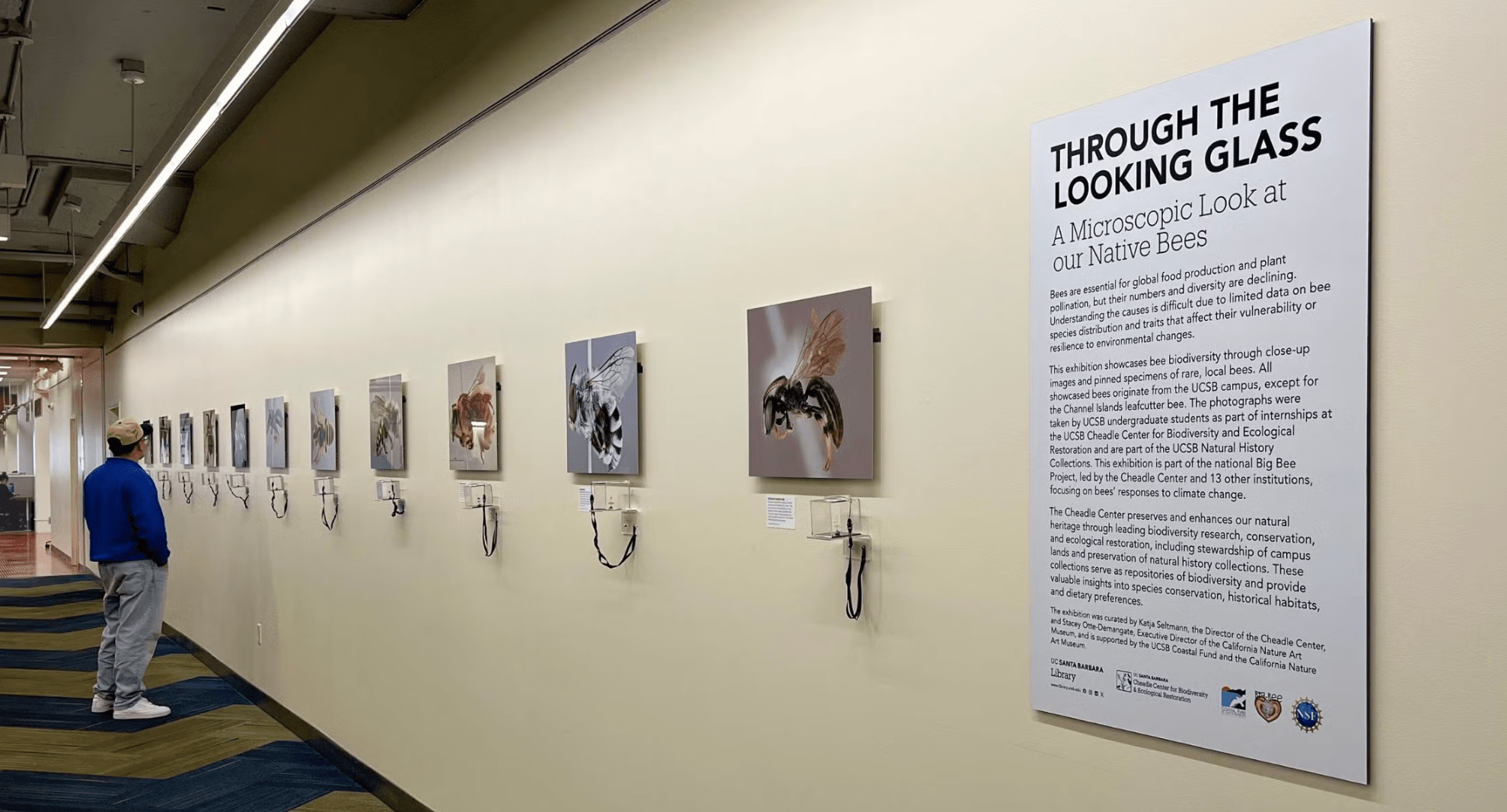 A Buzzy Exhibit at the UC Santa Barbara Library - The Santa Barbara ...