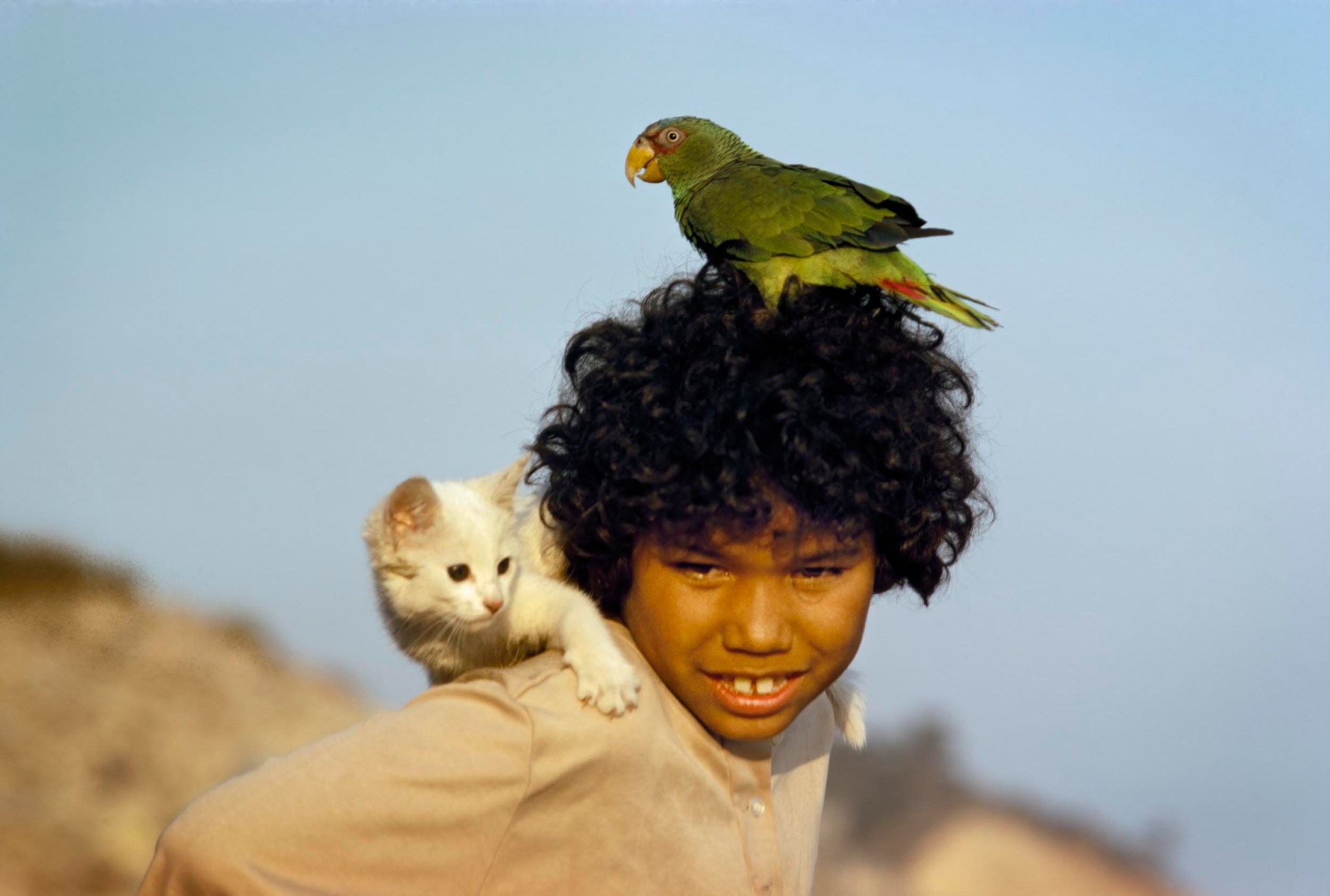 Me, My Mayan Parrot, and a Red-Tailed Hawk - The Santa Barbara Independent