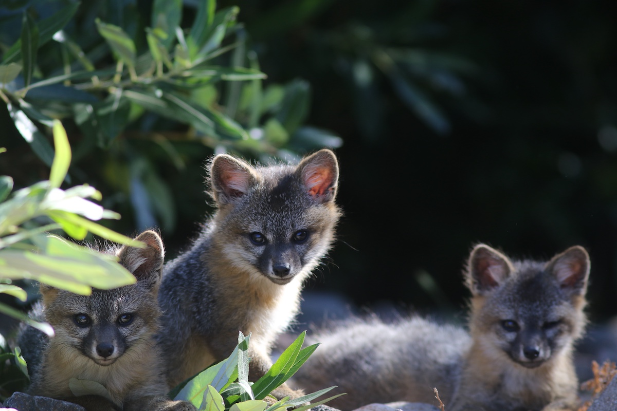 Chronicles of the Island Fox Comeback - The Santa Barbara Independent