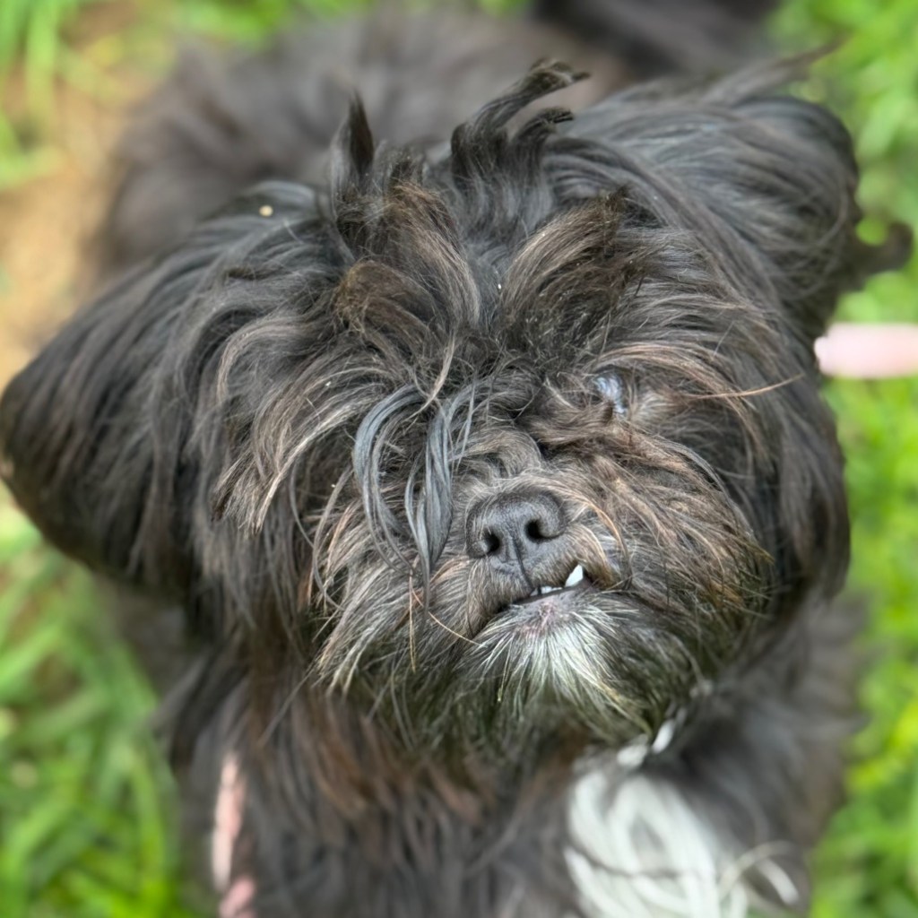 Santa Barbara Humane To Offer Fee-Waived Adoptions on June 7 During 2nd ...