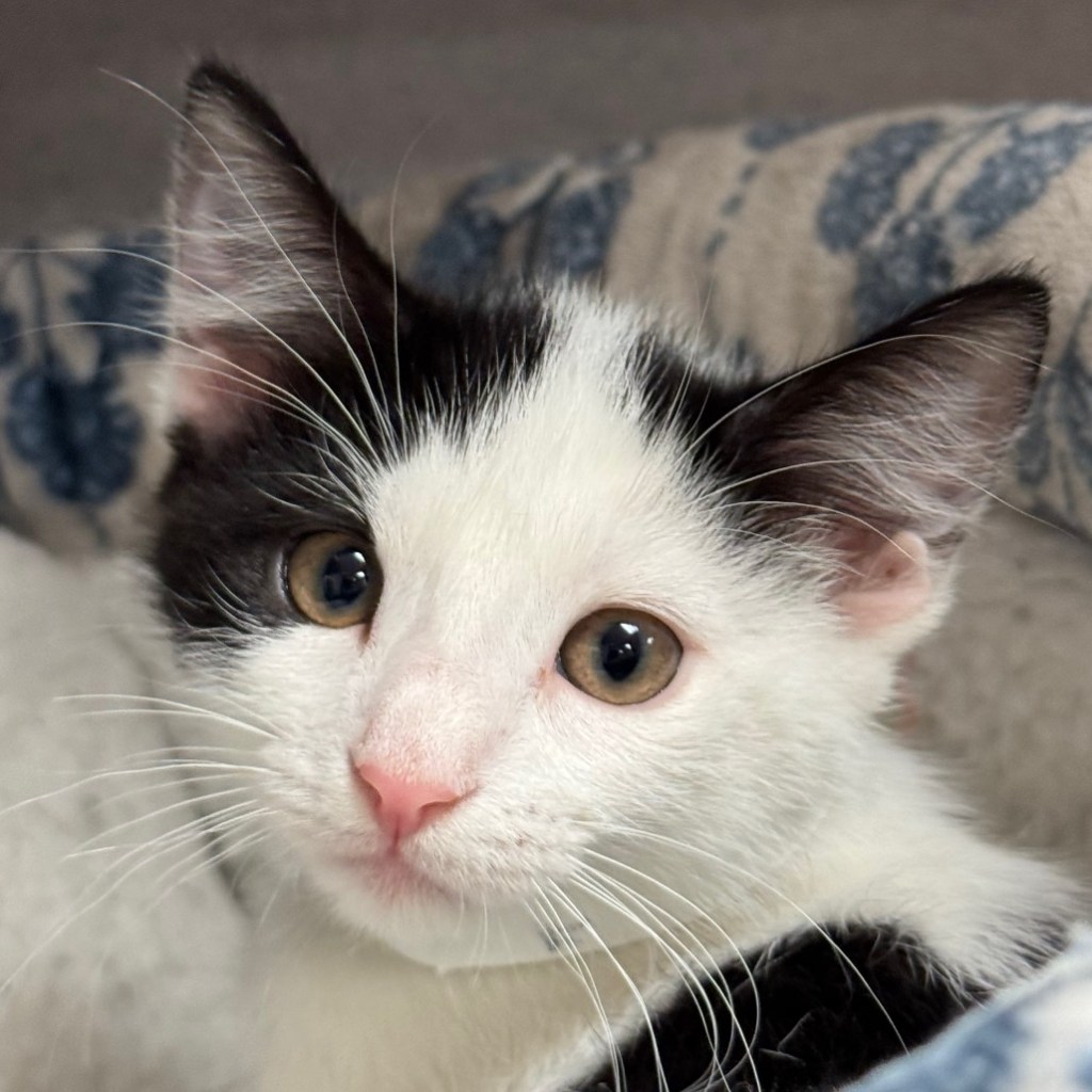 Santa Barbara Humane To Offer Fee-Waived Adoptions on June 7 During 2nd ...