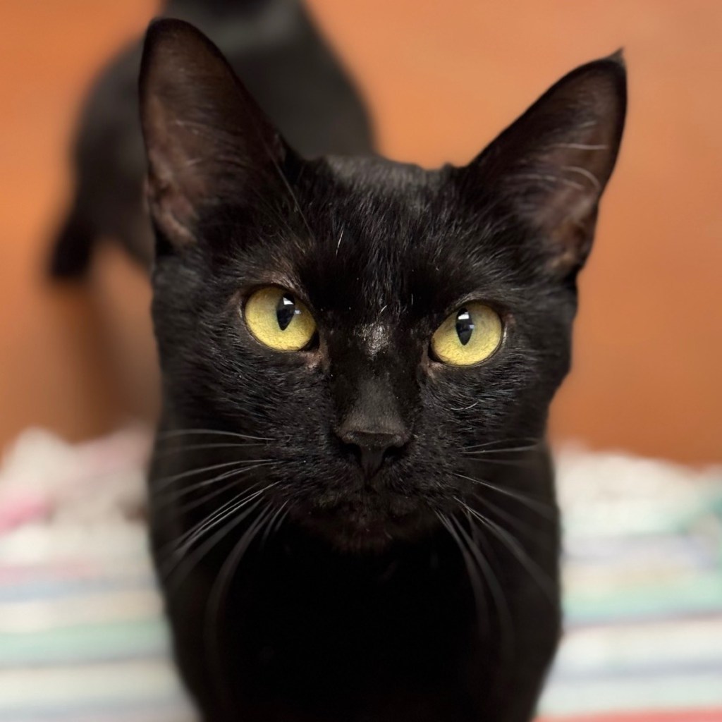 Santa Barbara Humane To Offer Fee-Waived Adoptions on June 7 During 2nd ...