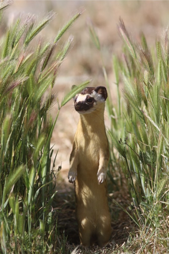 The Long-Tailed Weasel: Cute but Fierce - The Santa Barbara Independent