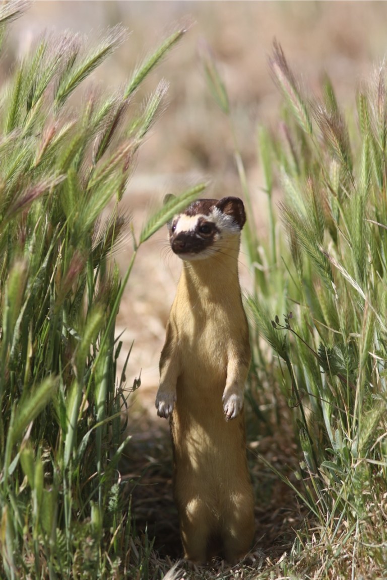 The Long-Tailed Weasel: Cute but Fierce - The Santa Barbara Independent