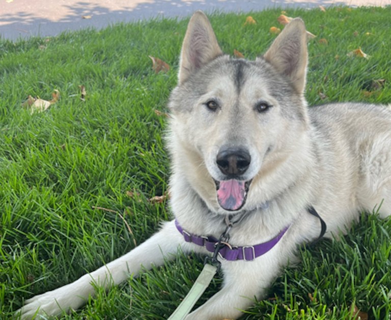 Balto - The Santa Barbara Independent