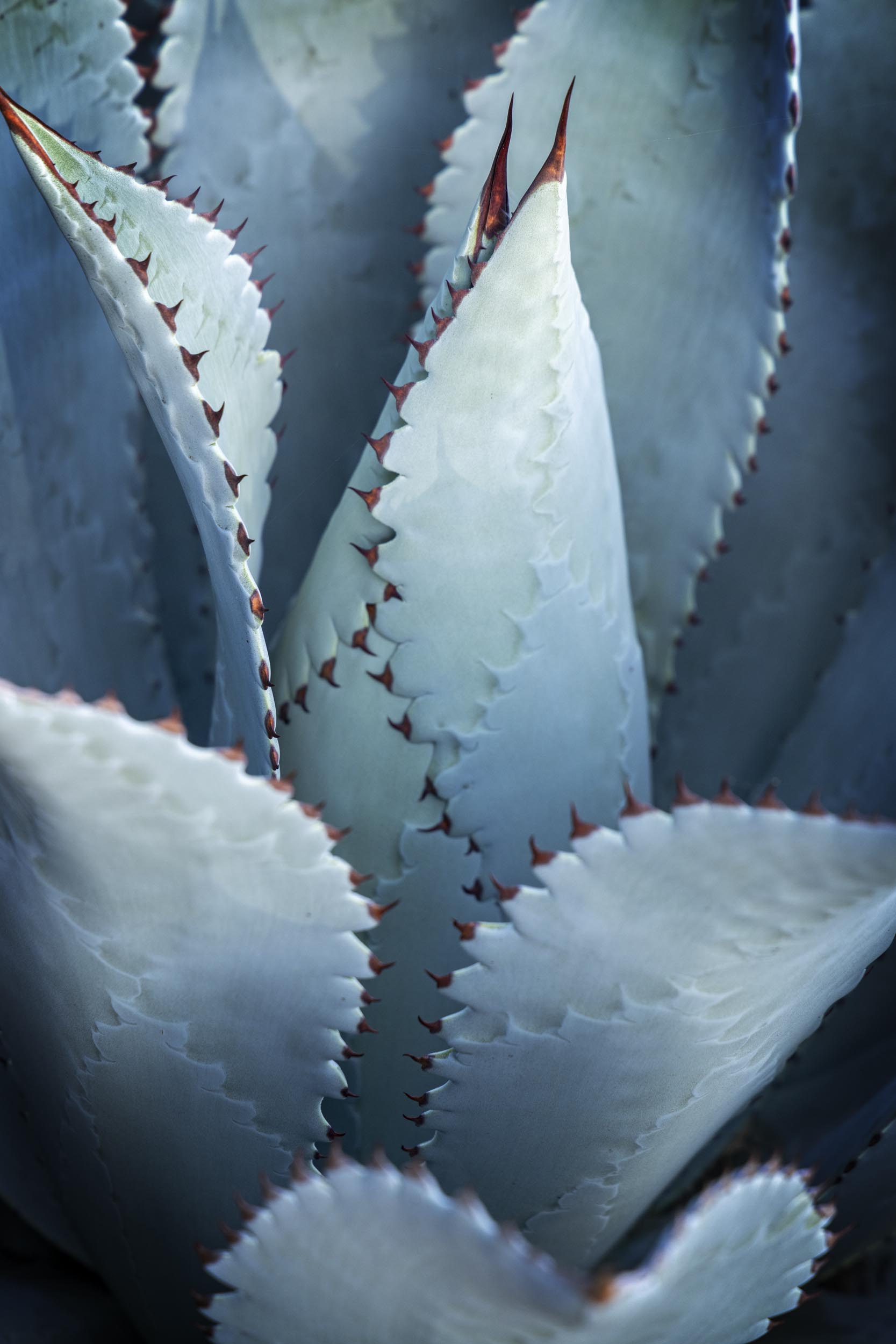 Santa Barbara Sparks California’s Agave Explosion - The Santa Barbara ...