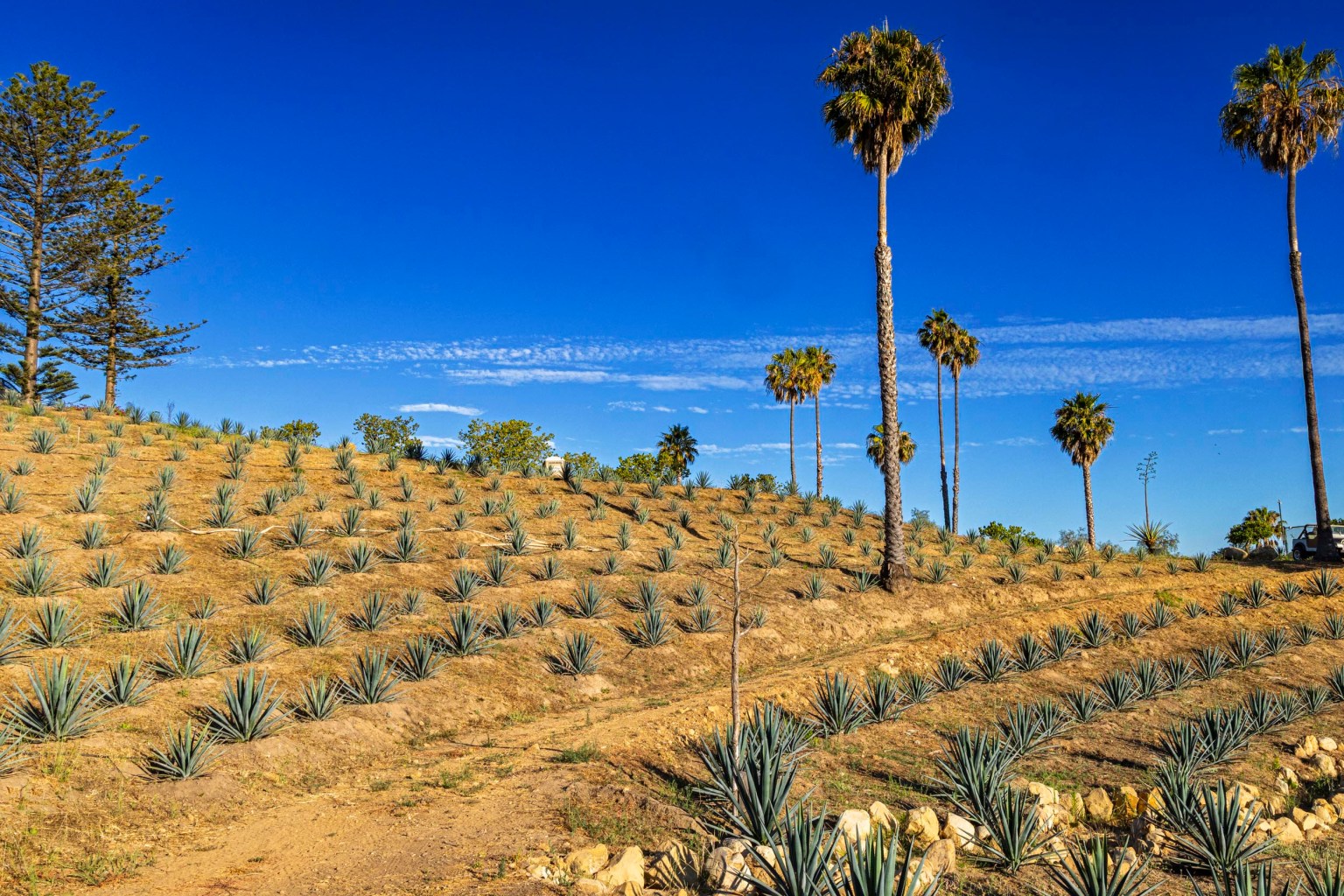 Santa Barbara Sparks California’s Agave Explosion - The Santa Barbara ...