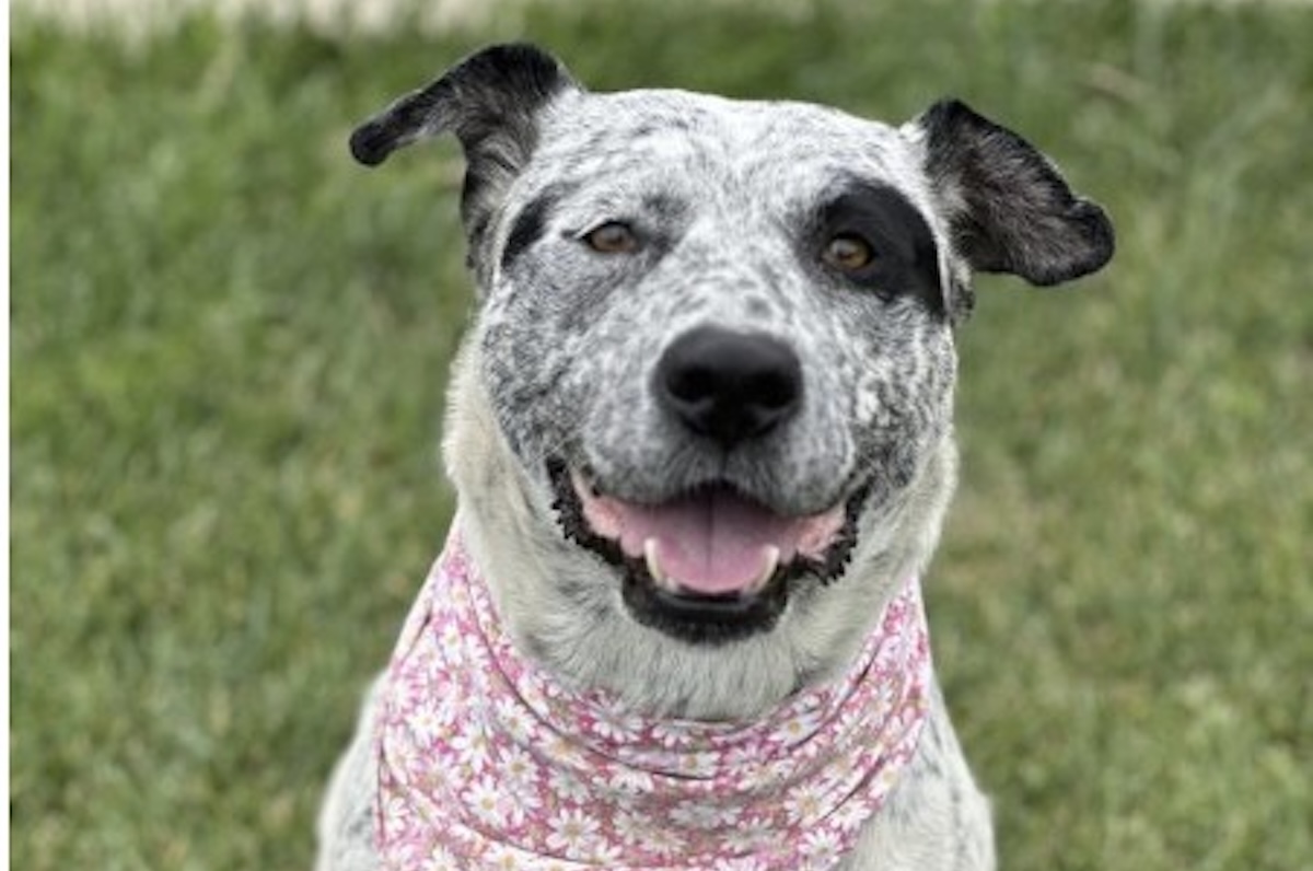 Muffin - The Santa Barbara Independent