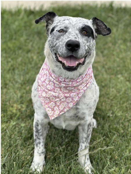 Muffin - The Santa Barbara Independent