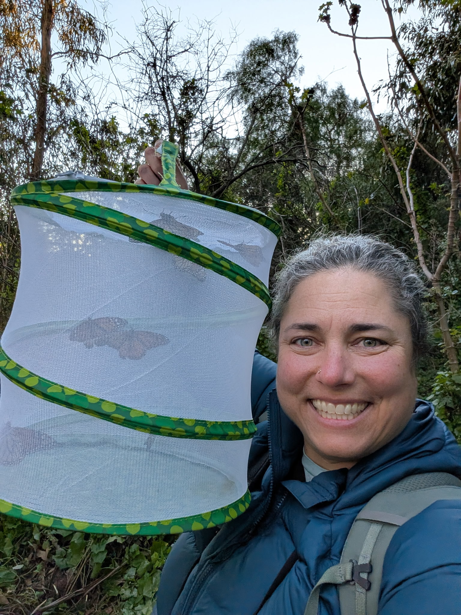 Breakthrough Tech Is Tracking Monarch Butterflies in Santa Barbara ...