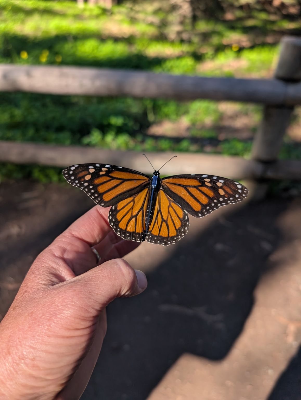 Breakthrough Tech Is Tracking Monarch Butterflies in Santa Barbara ...