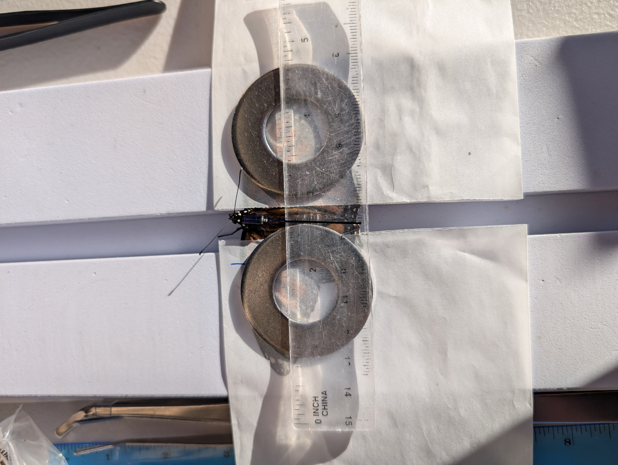 Breakthrough Tech Is Tracking Monarch Butterflies in Santa Barbara ...