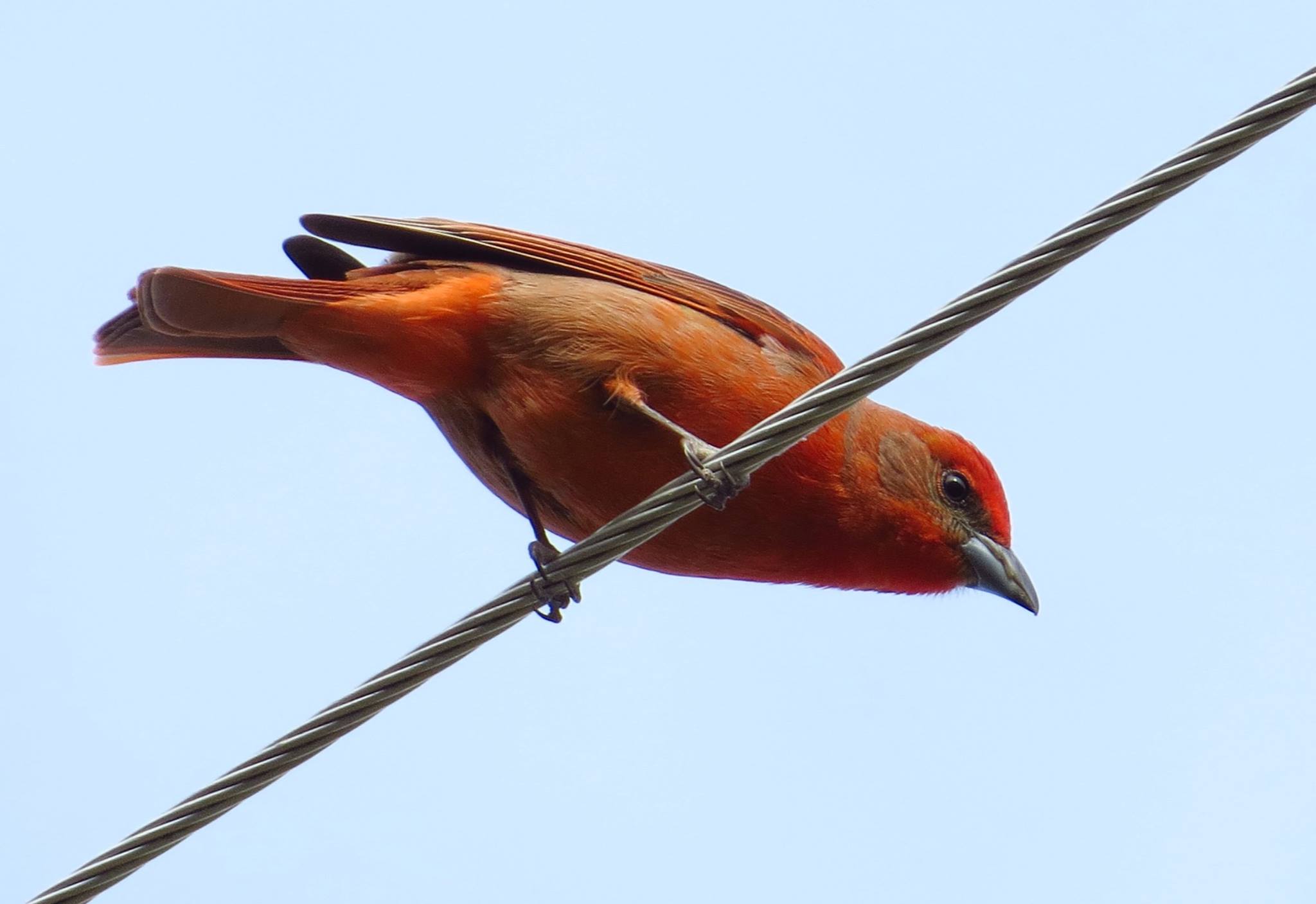 The Ancient Birds of Santa Barbara and Beyond - The Santa Barbara ...