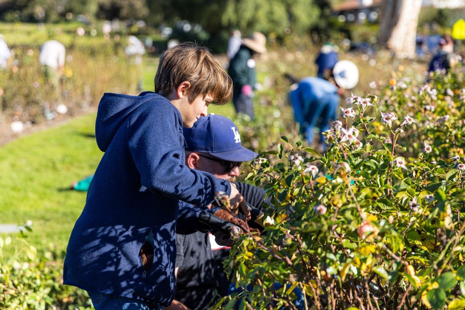 Volunteers Invited to Annual Rose Pruning Day at Mission Historical ...