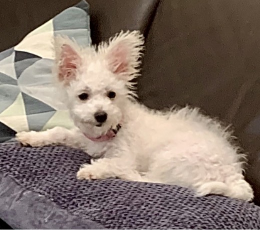 Gabby Cat and Pearl - The Santa Barbara Independent