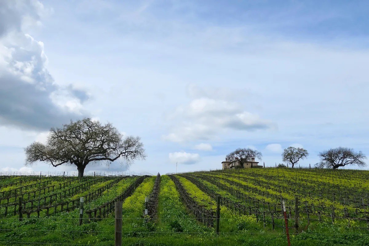 Will Santa Barbara County Vintners Benefit When 'Michelin Guide' Does ...