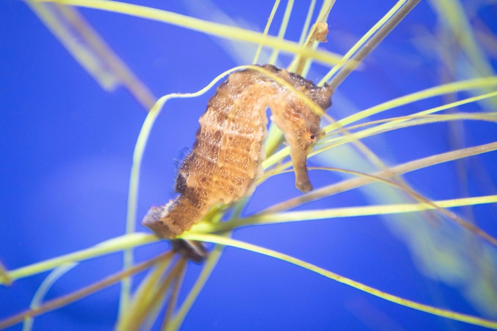 Seahorses Return to the Sea Center - The Santa Barbara Independent