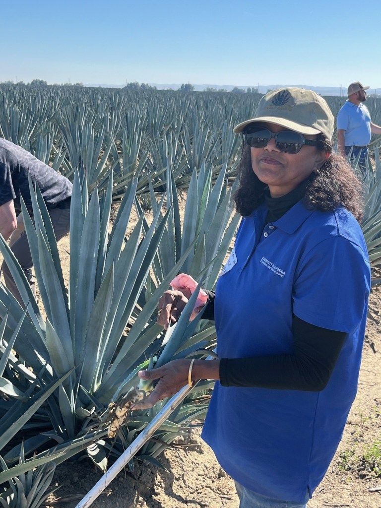 California Agave Symposium Comes to Santa Barbara - The Santa Barbara ...