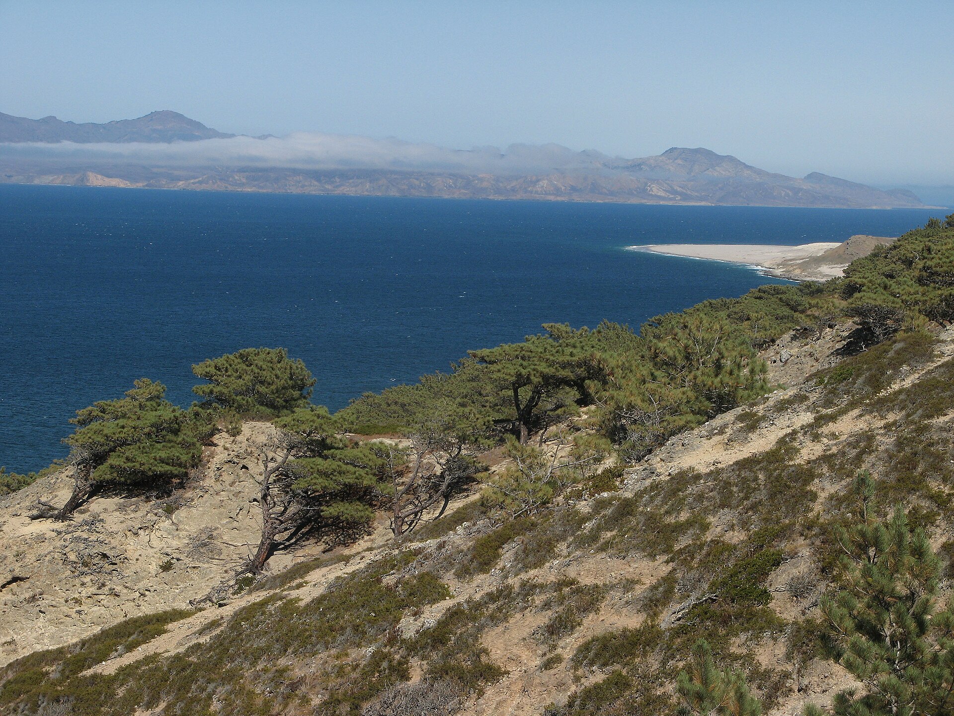 Santa Rosa Island Fire Burns Through Rare Torrey Pine Grove - The Santa ...