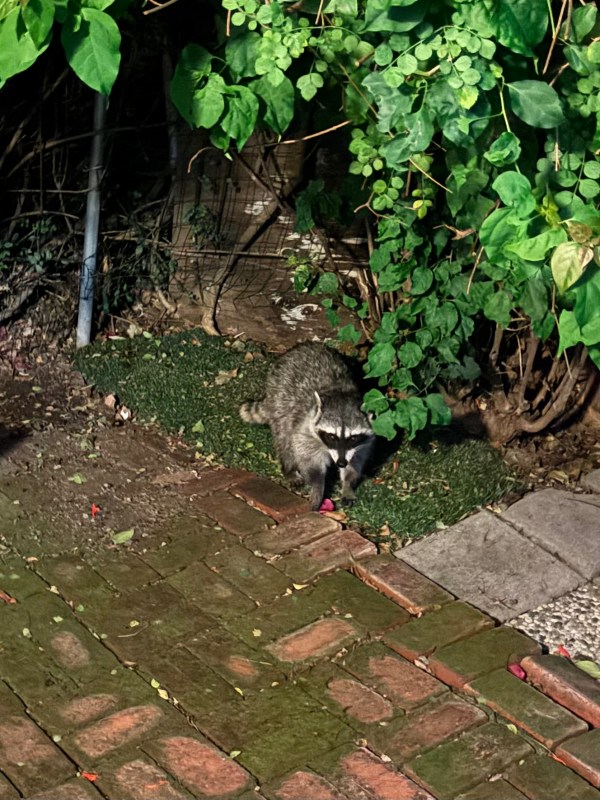 The Trash Pandas Are Running the Neighborhood - The Santa Barbara ...