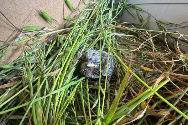 How a Baby Finch Got a Second Chance - The Santa Barbara Independent
