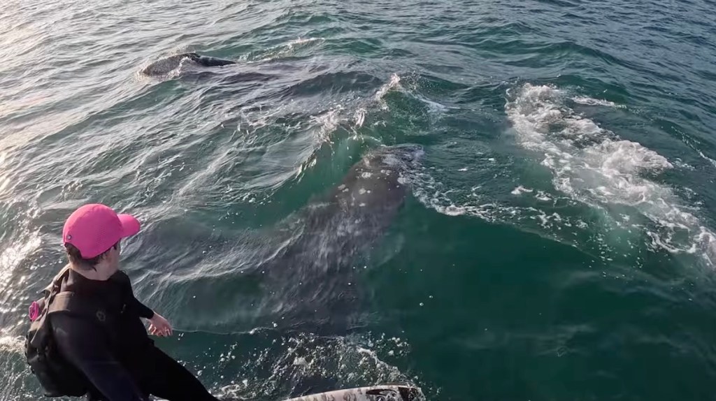 Santa Barbara Foil Surfer Who Filmed Shark Chase Has Run-In with Whales ...